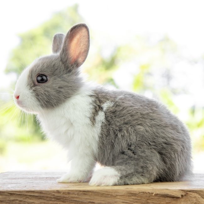 Small Animals for Sale – Petland Las Vegas, Nevada Pet Store