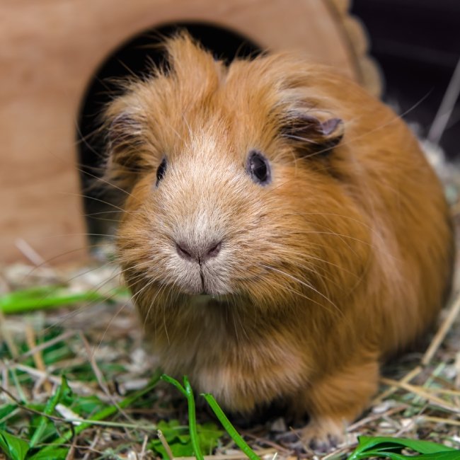 Small Animals for Sale – Petland Las Vegas, Nevada Pet Store