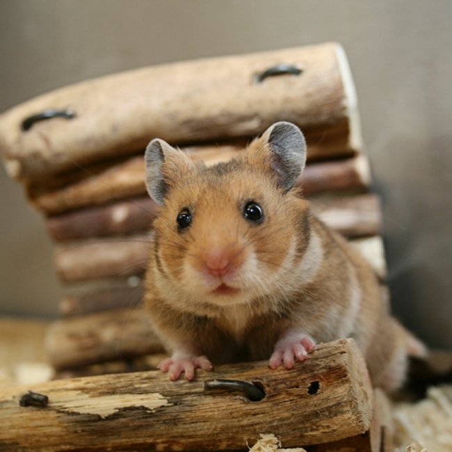 Small Animals for Sale – Petland Las Vegas, Nevada Pet Store