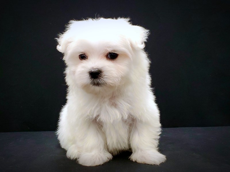 Maltese Puppy White ID:21418 Located at Petland Las Vegas, Nevada