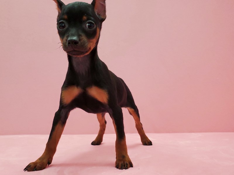 Miniature Pinscher Puppy Black / Rust ID:21491 Located at Petland Las ...