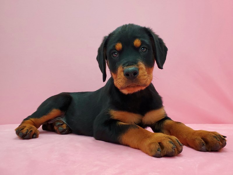 Rottweiler Puppy Black and Rust ID:21585 Located at Petland Las Vegas ...