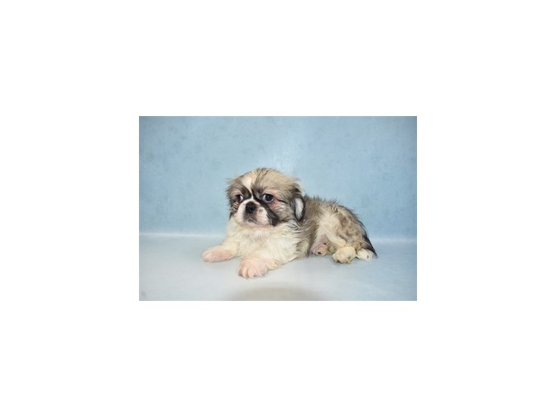 Pekingese Puppy Fawn Sable ID:21661 Located at Petland Las Vegas, Nevada