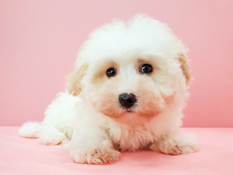 Havanese Puppy Cream ID:21730 Located at Petland Las Vegas, Nevada