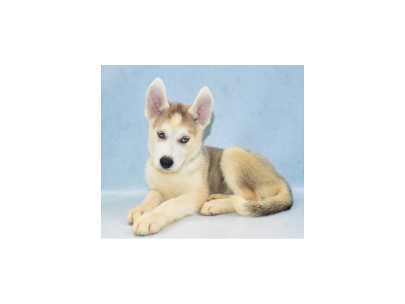 Siberian Husky Puppy Sable and White ID:21976 Located at Petland Las ...