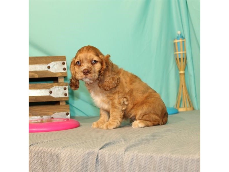 Cocker Spaniel Puppy Red Roan ID:22012 Located at Petland Las Vegas, Nevada