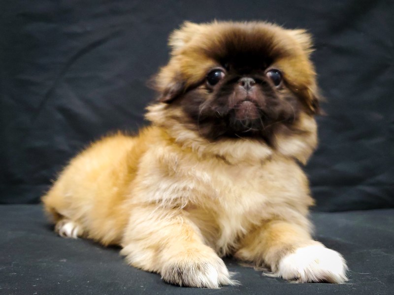 Pekingese Puppy Fawn ID:22034 Located at Petland Las Vegas, Nevada