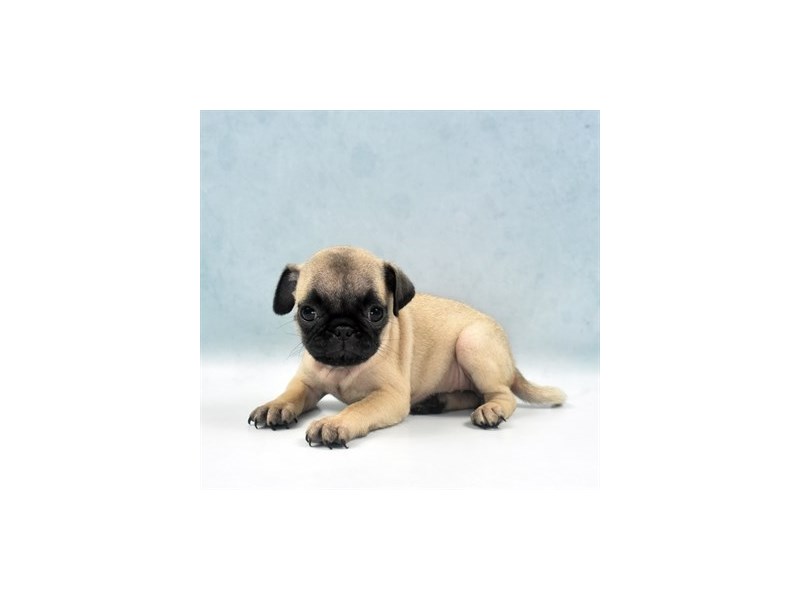 Pug Puppy Fawn ID:22060 Located at Petland Las Vegas, Nevada