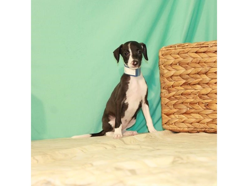 Italian Greyhound Puppy Seal ID:22090 Located at Petland Las Vegas, Nevada