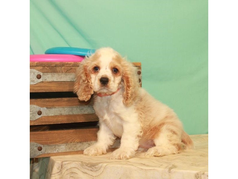 Cocker Spaniel Puppy White / Buff ID:22145 Located at Petland Las Vegas ...