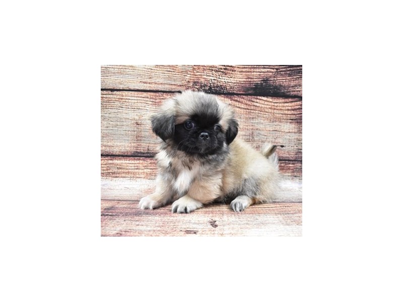 Pekingese Puppy Fawn Sable ID:22165 Located at Petland Las Vegas, Nevada