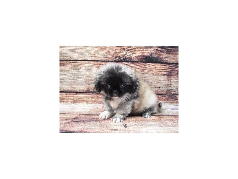 Pekingese Puppy Fawn Sable ID:22166 Located at Petland Las Vegas, Nevada