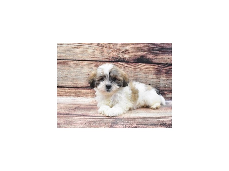 Lhasa Apso Puppy Red ID:22272 Located at Petland Las Vegas, Nevada