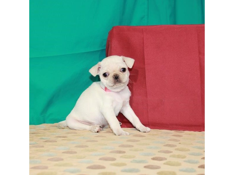 Pug Puppy Cream ID:22540 Located at Petland Las Vegas, Nevada