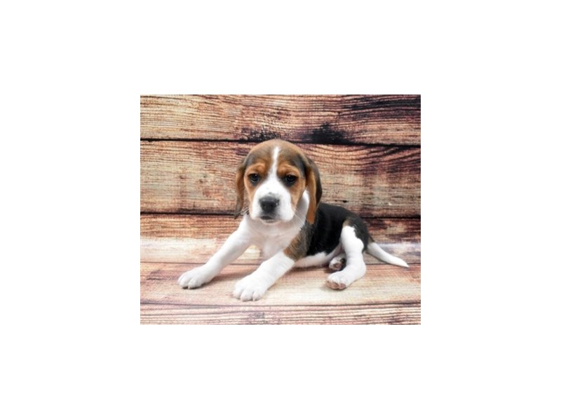 Beagle Puppy Black Fawn and White ID:22588 Located at Petland Las Vegas ...