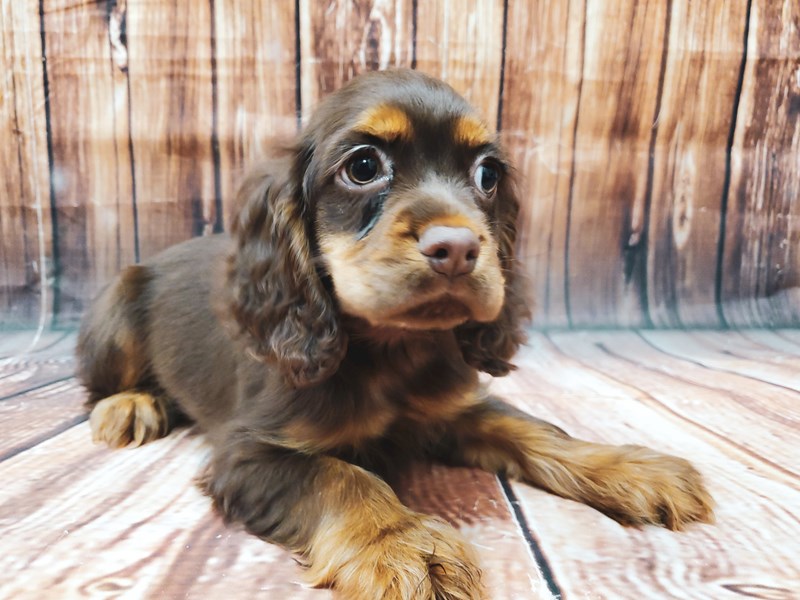Cocker Spaniel Puppy Chocolate / Tan ID:22592 Located at Petland Las ...