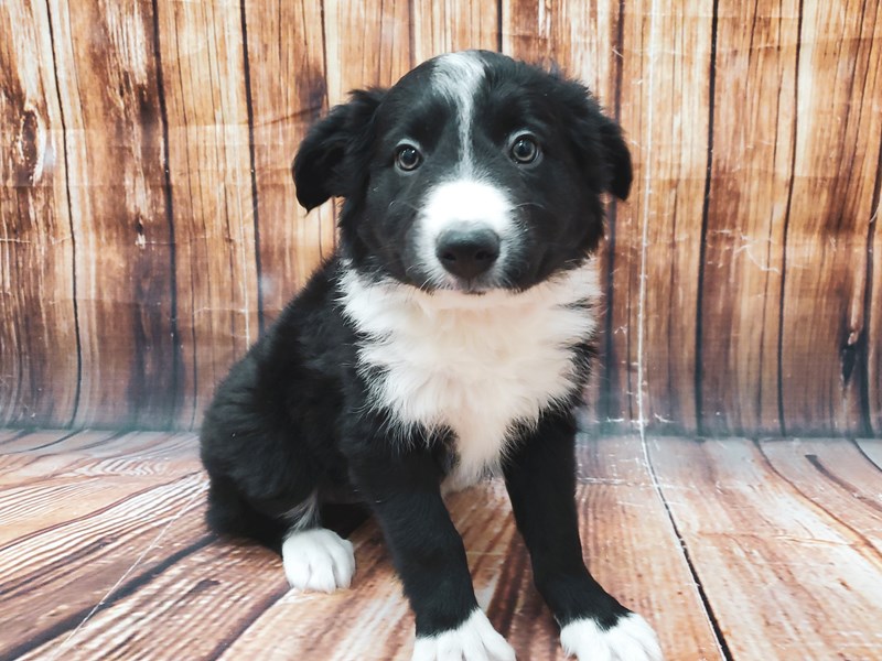 Puppy Black Border Collie