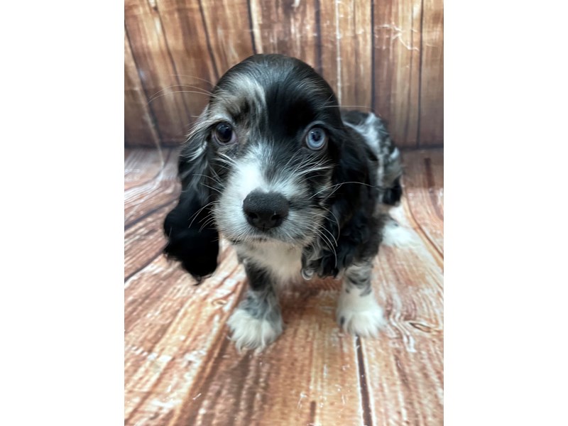 Cocker Spaniel Puppy Blue Roan ID:22647 Located at Petland Las Vegas ...