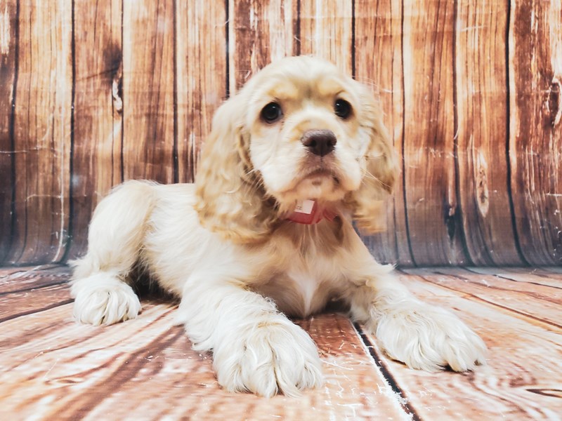 Cocker Spaniel Puppy Buff ID:22881 Located at Petland Las Vegas, Nevada