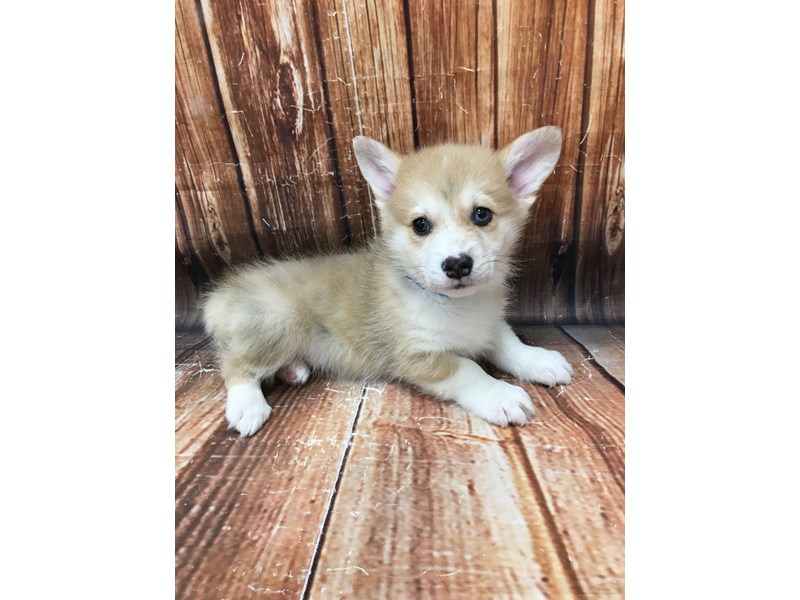Pembroke Welsh Corgi Puppy Red Merle ID:22953 Located at Petland Las ...