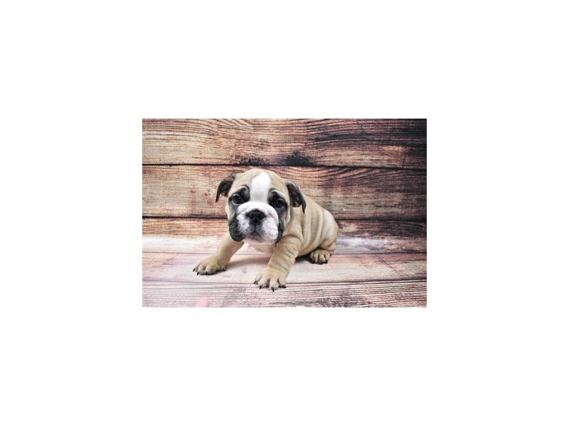 English Bulldog-DOG-Male-Fawn and White-3005885-Petland Las Vegas, Nevada