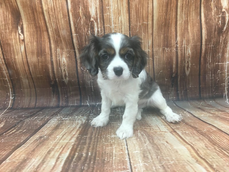 Cavalier King Charles Spaniel Puppy Blue Merle White / Tan ID:23341 ...