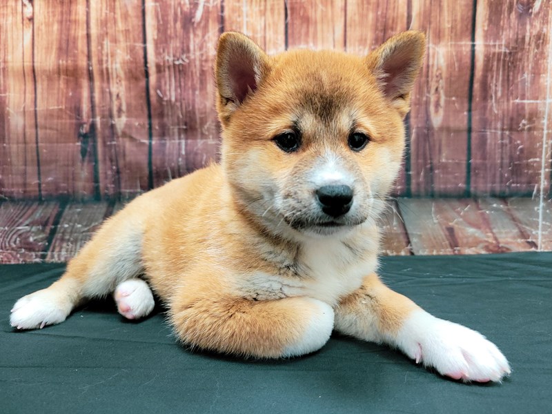 Shiba Inu Puppy Red Sesame ID:23468 Located at Petland Las Vegas, Nevada