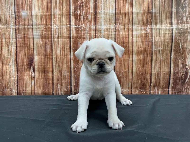Pug Puppy Cream ID:23540 Located at Petland Las Vegas, Nevada