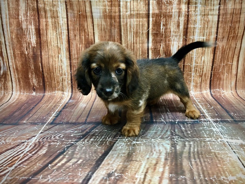 Dachshund Puppy Red Sable ID:23555 Located at Petland Las Vegas, Nevada