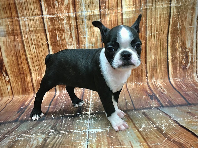 Boston Terrier Puppy Black and White ID:23549 Located at Petland Las ...