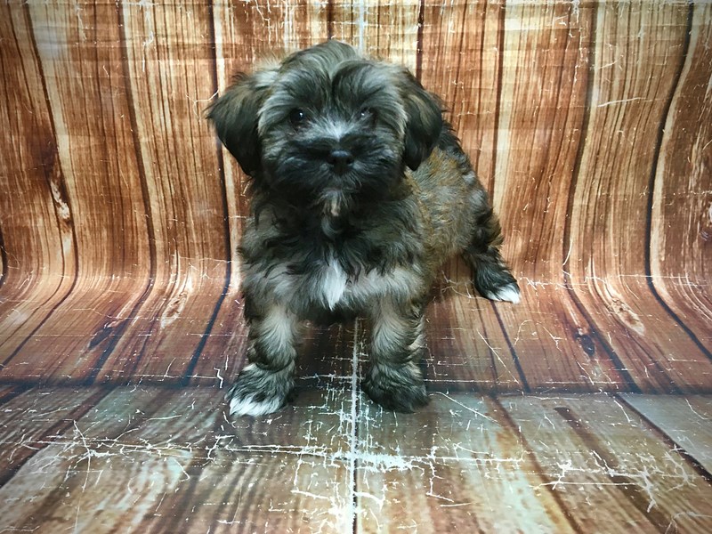 Havanese Puppy Gold ID:23583 Located at Petland Las Vegas, Nevada