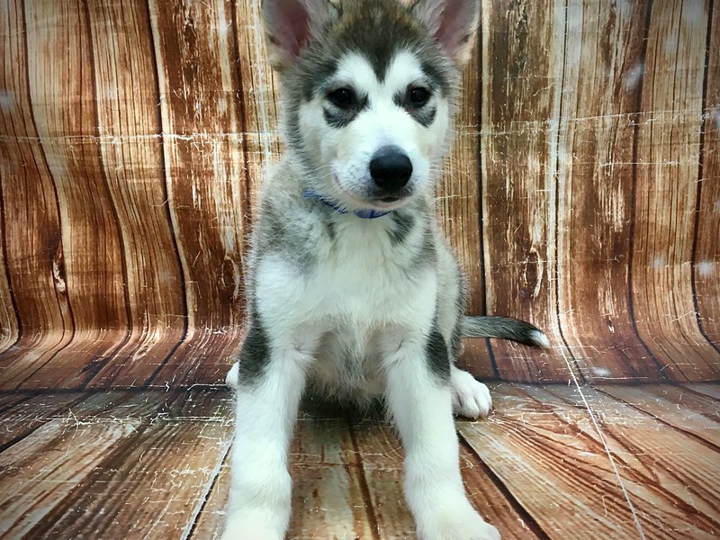 Alaskan Malamute Puppy Sable and White ID:23574 Located at Petland Las ...