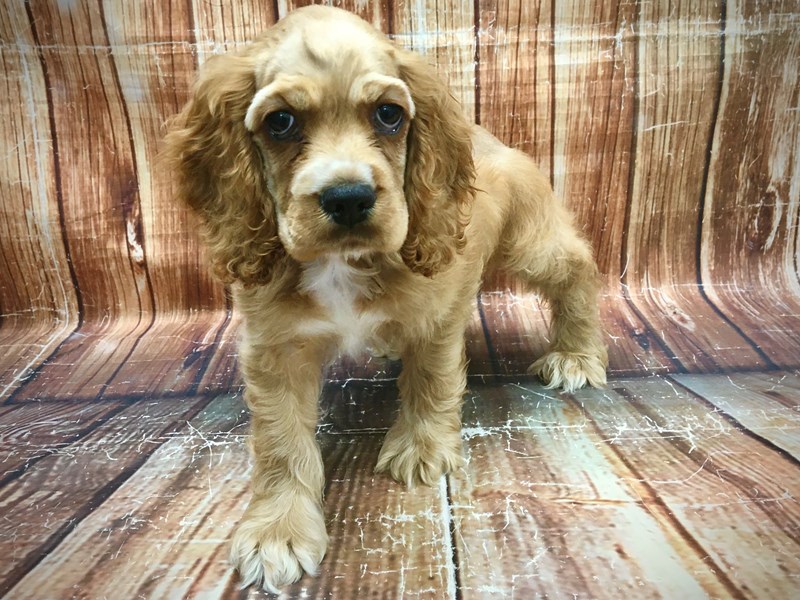 Cocker Spaniel Puppy Red ID:23578 Located at Petland Las Vegas, Nevada