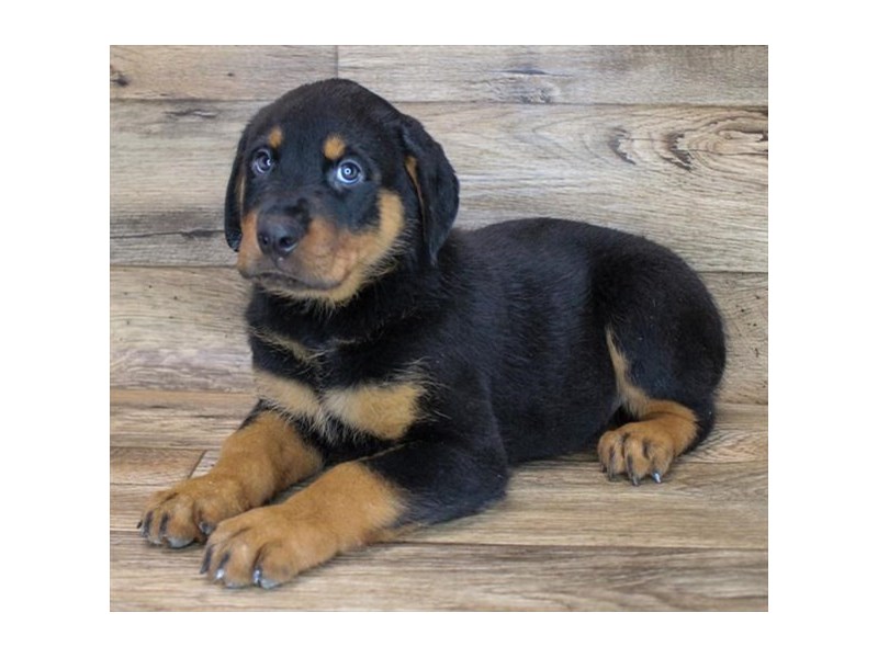 Rottweiler Puppy Black / Rust ID:23610 Located at Petland Las Vegas, Nevada