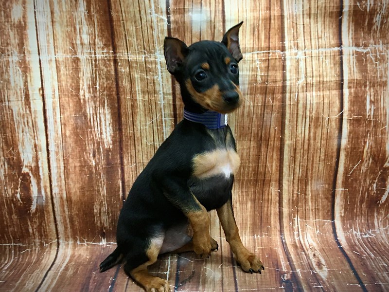 Miniature Pinscher Puppy Black / Rust ID:23609 Located at Petland Las ...