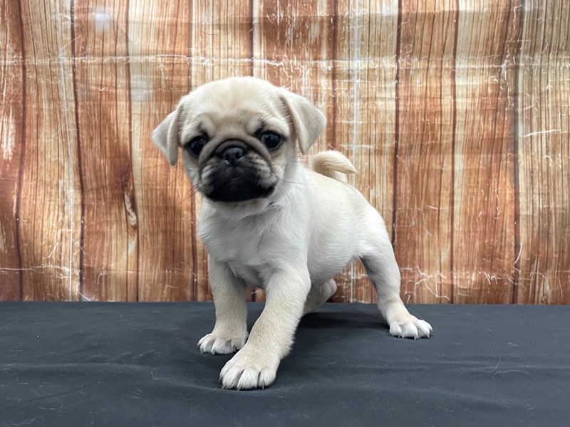 Pug Puppy Cream ID:23743 Located at Petland Las Vegas, Nevada