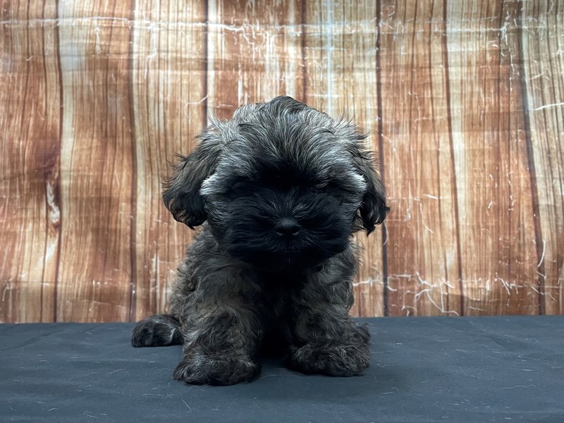 Havanese Puppy Gold Sable ID:23740 Located at Petland Las Vegas, Nevada