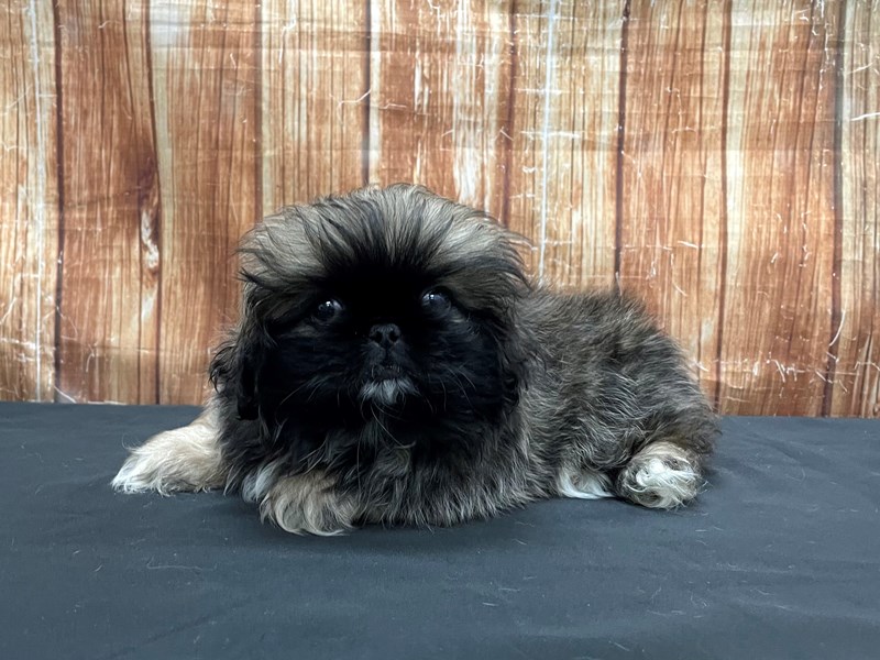 Pekingese Puppy Sable ID:23735 Located at Petland Las Vegas, Nevada