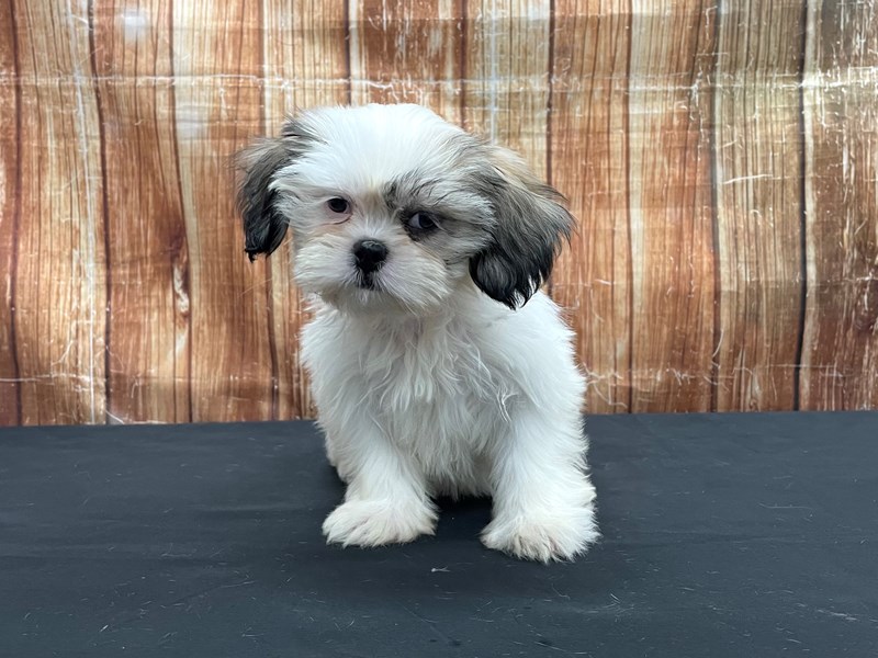Lhasa Apso Puppy Cream ID:23731 Located at Petland Las Vegas, Nevada