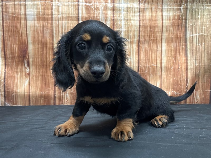 Dachshund-DOG-Male-Black / Tan-3260365-Petland Las Vegas, Nevada