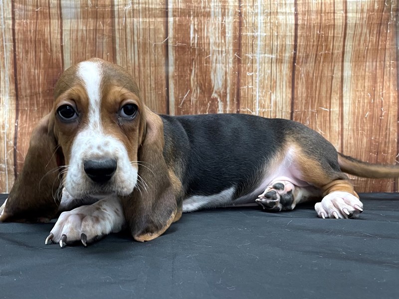 Can A Basset Hound And A Campeiro Bulldog Be Friends