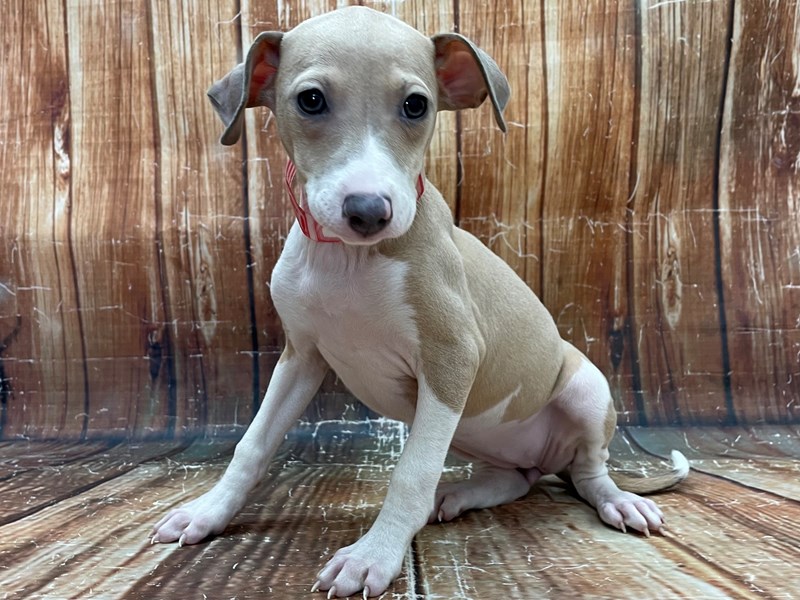 Italian Greyhound Puppy Blue Fawn ID:23921 Located at Petland Las Vegas ...