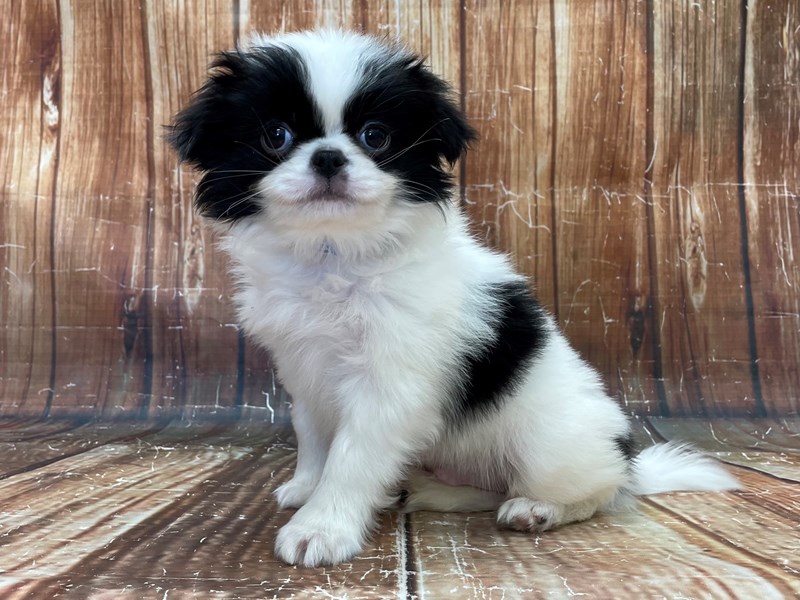 Japanese Chin Puppy Black and White ID:23908 Located at Petland Las ...