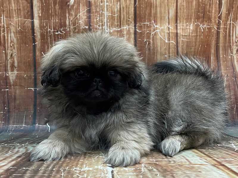 Pekingese Puppy Fawn Sable ID:23937 Located at Petland Las Vegas, Nevada