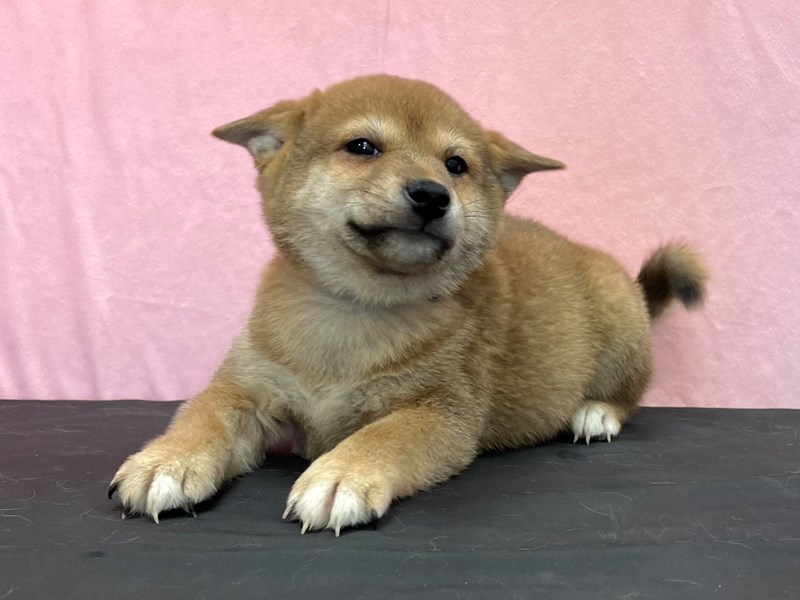 Shiba Inu Puppy Red Sesame ID:23972 Located at Petland Las Vegas, Nevada