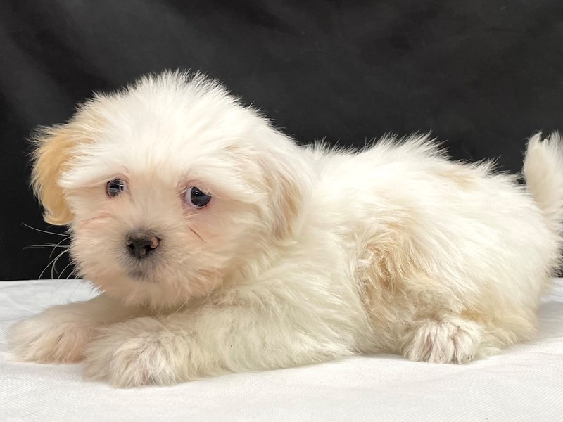 Lhasa Apso Puppy Cream ID:23993 Located at Petland Las Vegas, Nevada