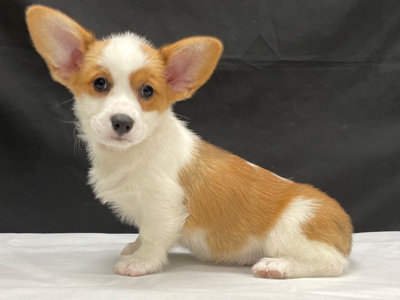 Pembroke Welsh Corgi Puppy Sable / White ID:24051 Located at Petland ...