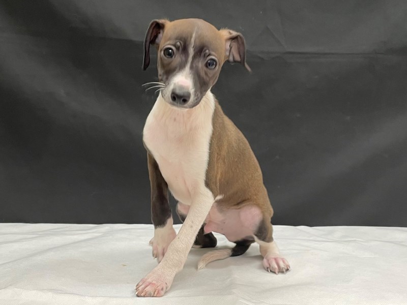 Italian Greyhound Puppy Seal ID:24046 Located at Petland Las Vegas, Nevada