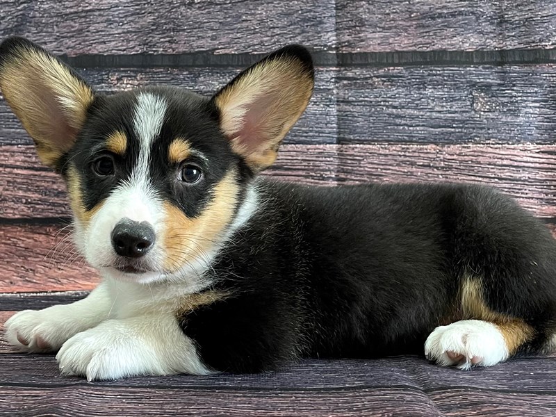 Pembroke Welsh Corgi Puppy Black White / Tan ID:24079 Located at ...