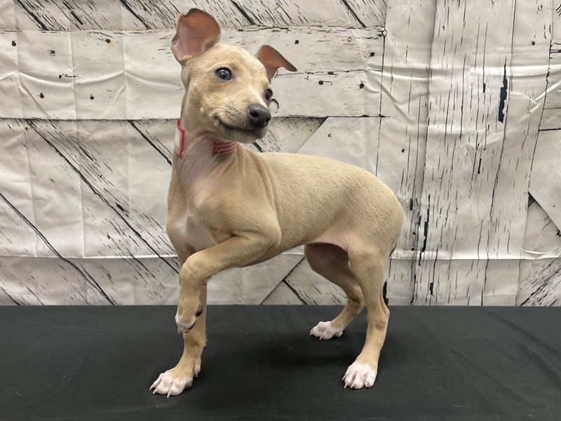 Italian Greyhound Puppy Blue Fawn ID:24138 Located at Petland Las Vegas ...
